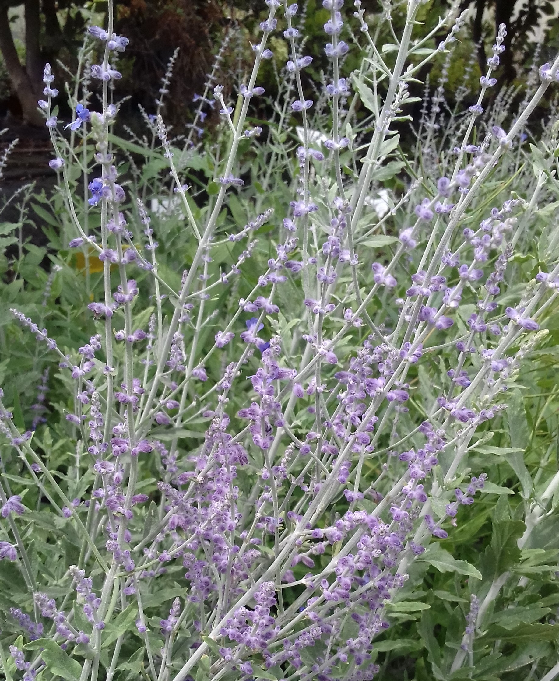 Perovskia atriplicifolia Blue Steel | Listnaté dřeviny |Zahradnictví Franc